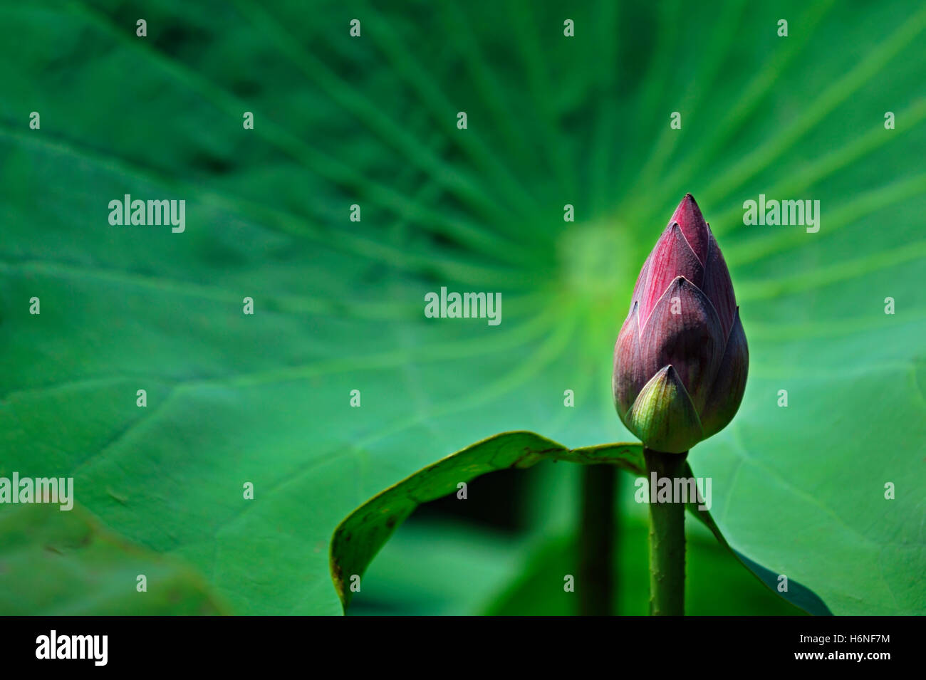 Lotus structure hi-res stock photography and images - Alamy