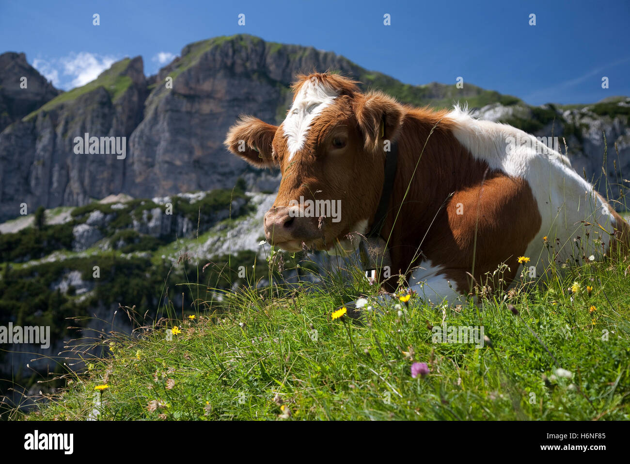 Pure animals hi-res stock photography and images - Alamy
