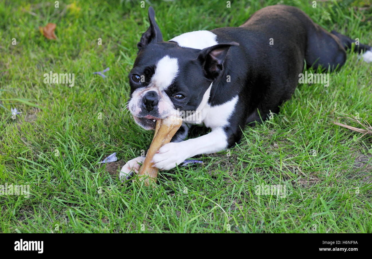 Boston animals hi-res stock photography and images - Alamy