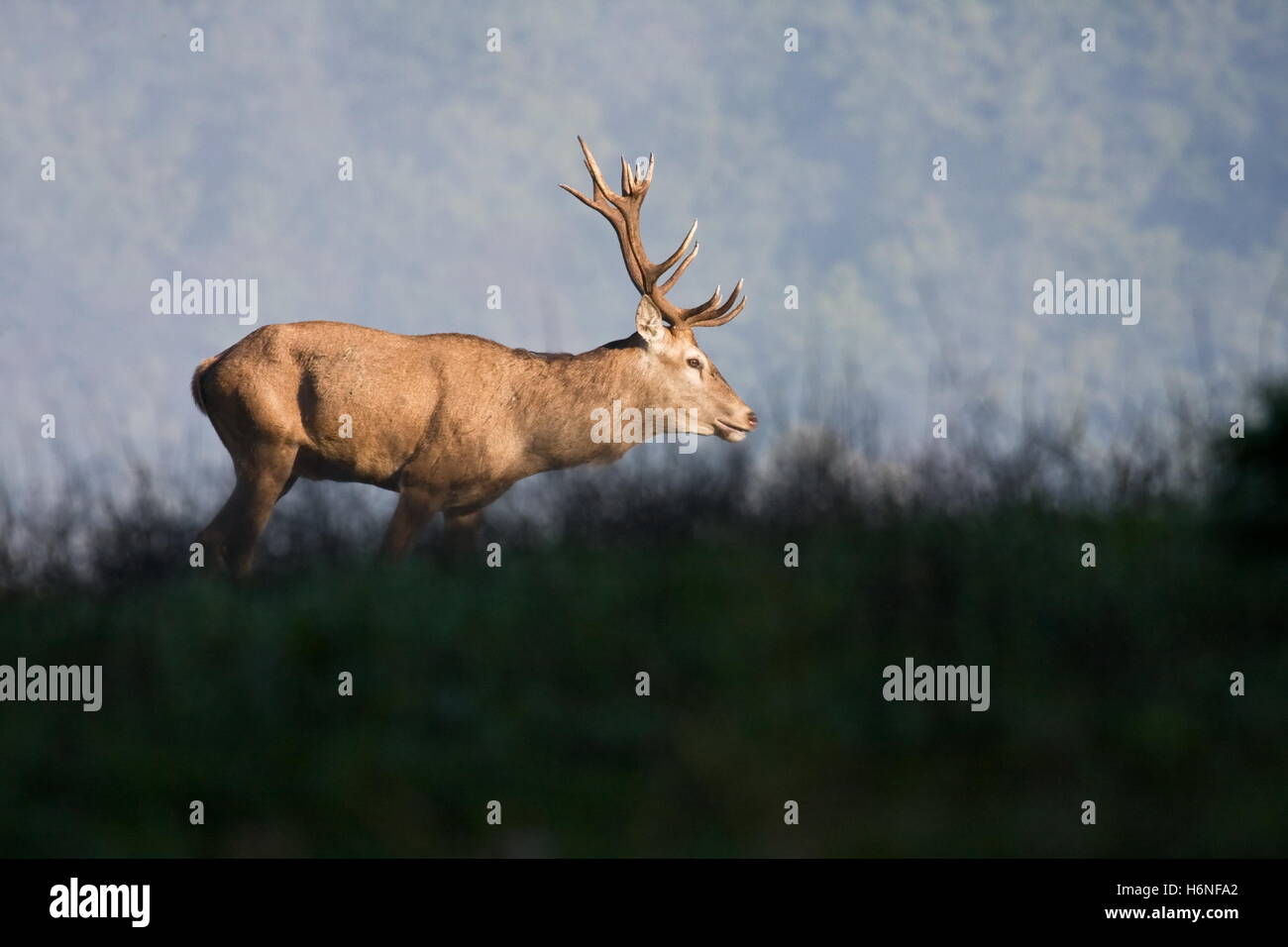 Dog chase deer hi-res stock photography and images - Alamy