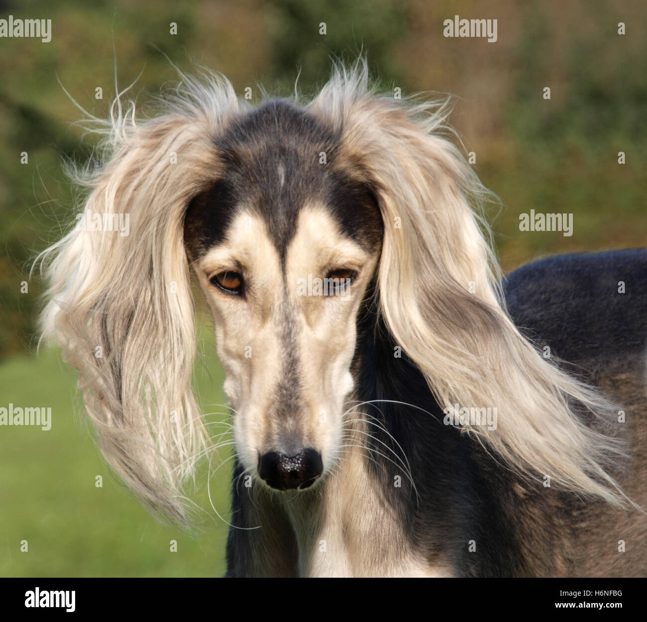 Animals profile hi-res stock photography and images - Alamy
