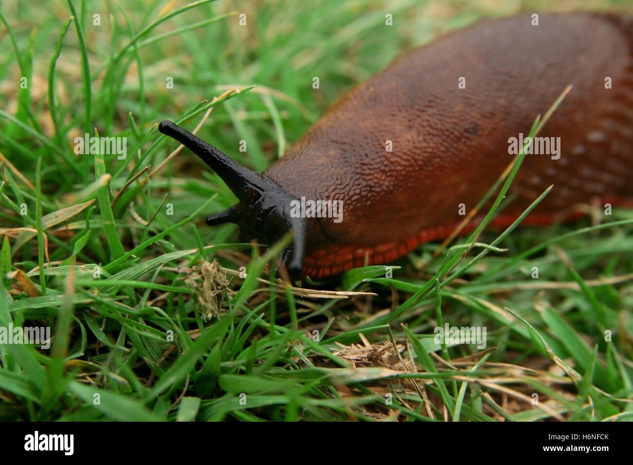 Orange reptiles hi-res stock photography and images - Alamy