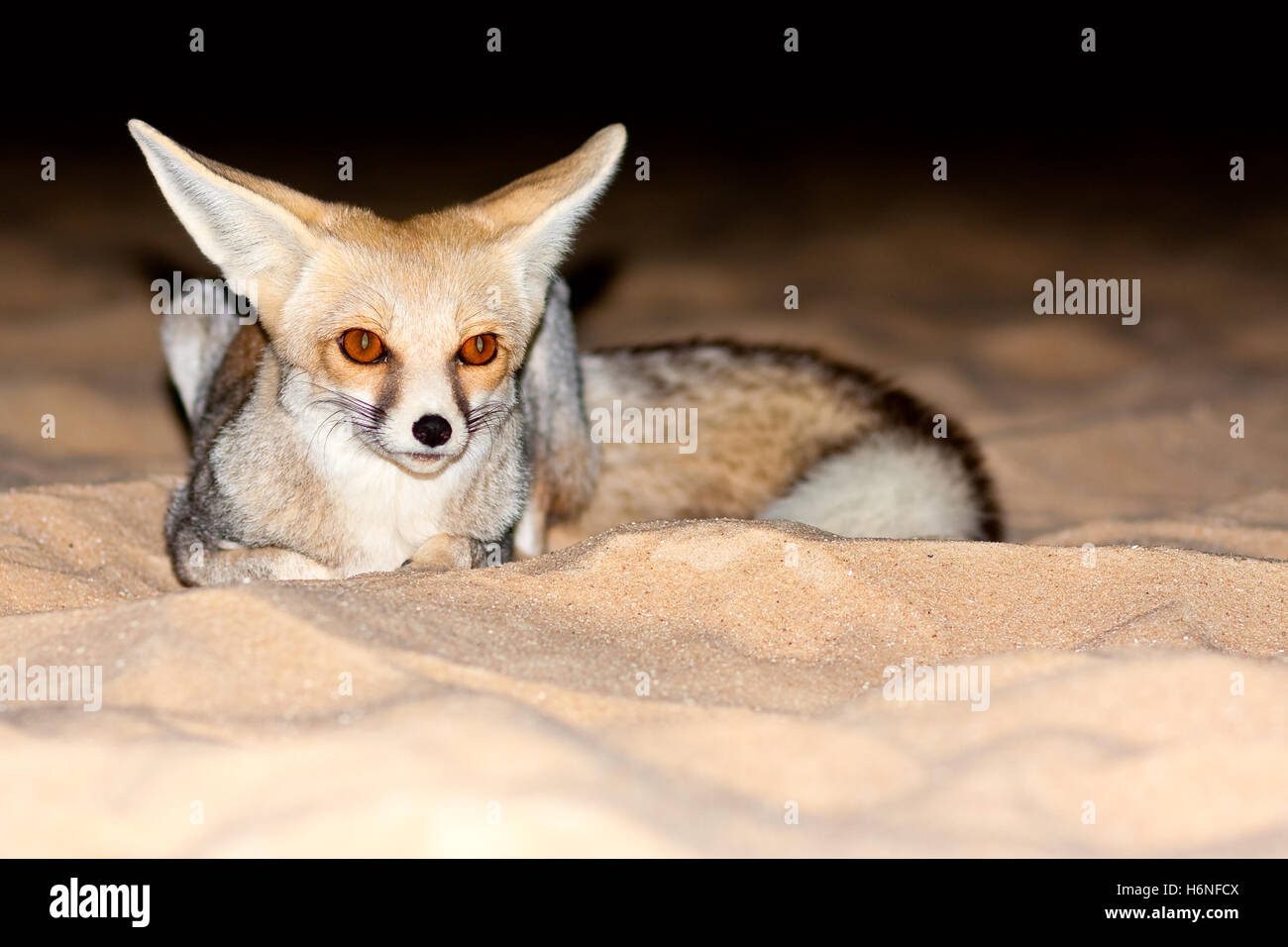 Fennek hi-res stock photography and images - Alamy