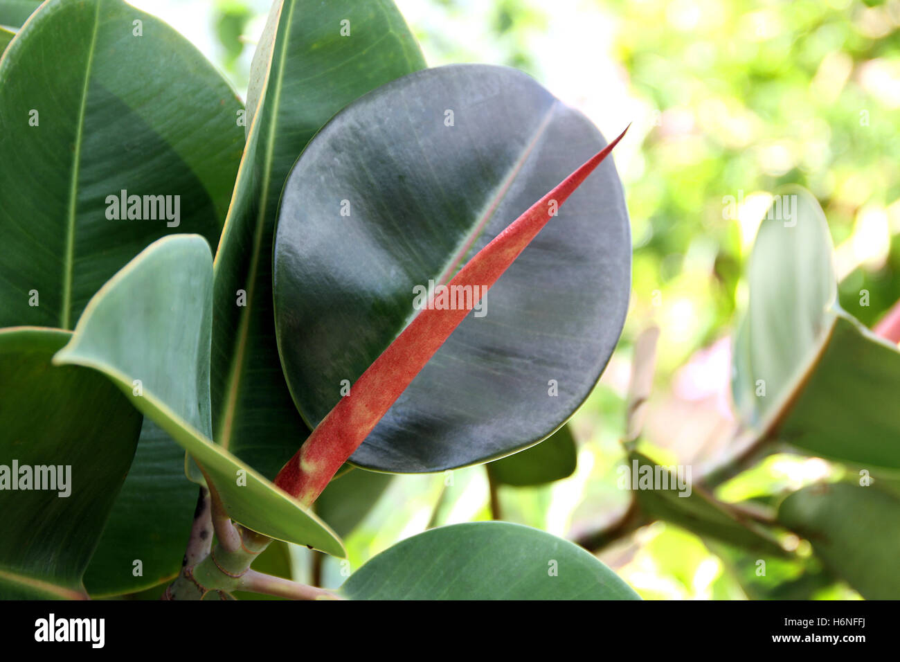 Ficus trees hi-res stock photography and images - Alamy