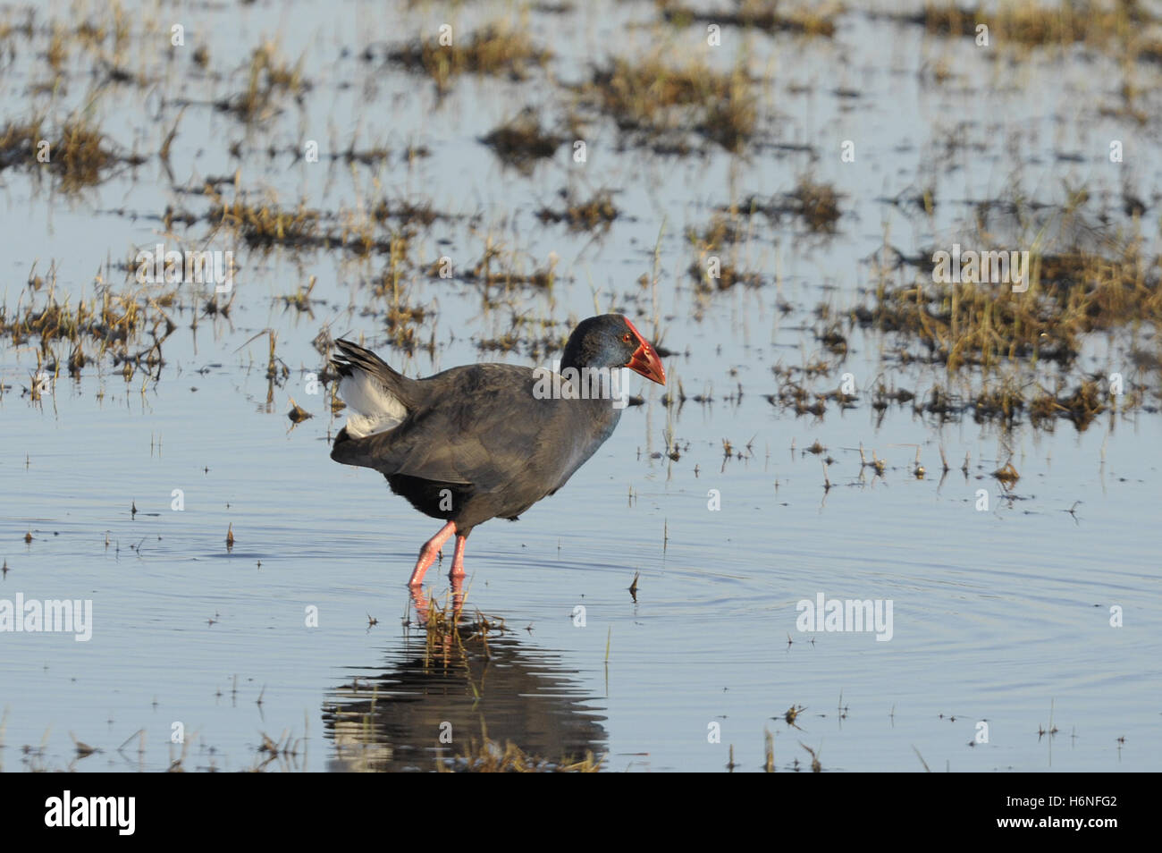 Mallorca Birds High Resolution Stock Photography and Images - Alamy