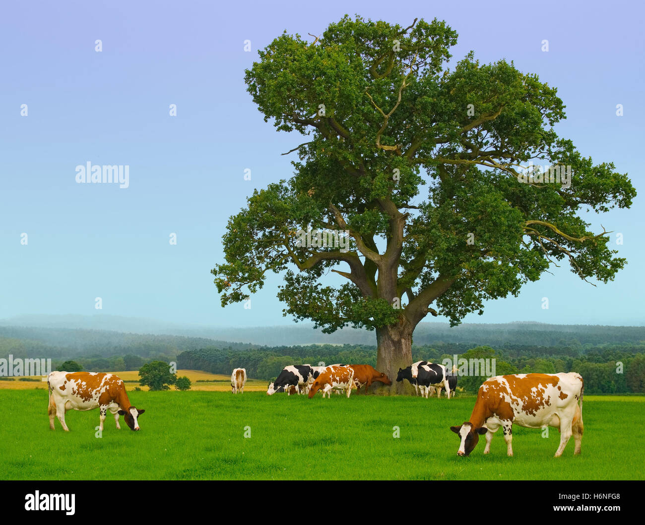 Useful animals for grazing hi-res stock photography and images - Alamy