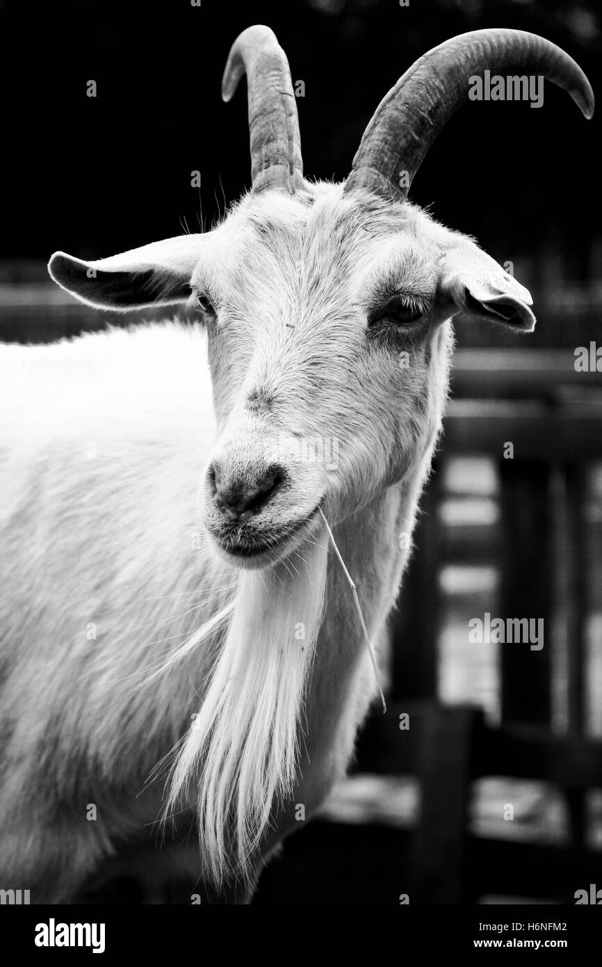 Goat horn hi-res stock photography and images - Alamy