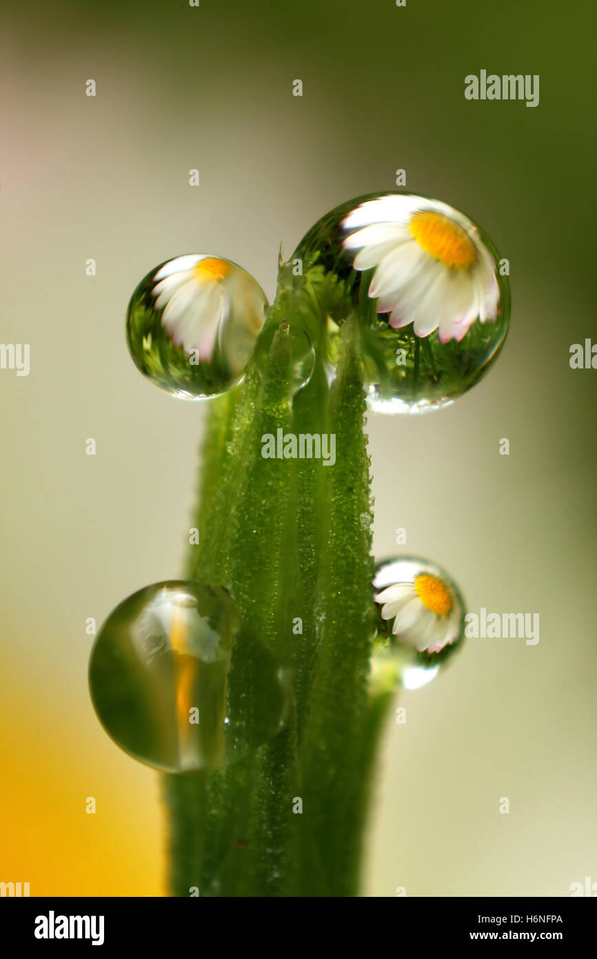 drops with daisies Stock Photo - Alamy