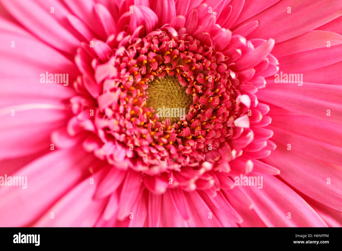 Fuschia Plants Stock Photos & Fuschia Plants Stock Images - Alamy