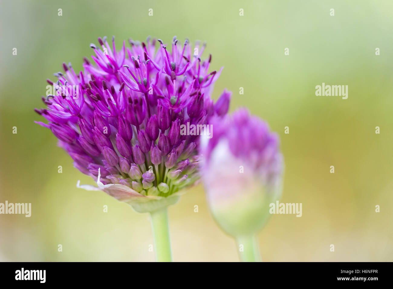 Allium plants hi-res stock photography and images - Alamy