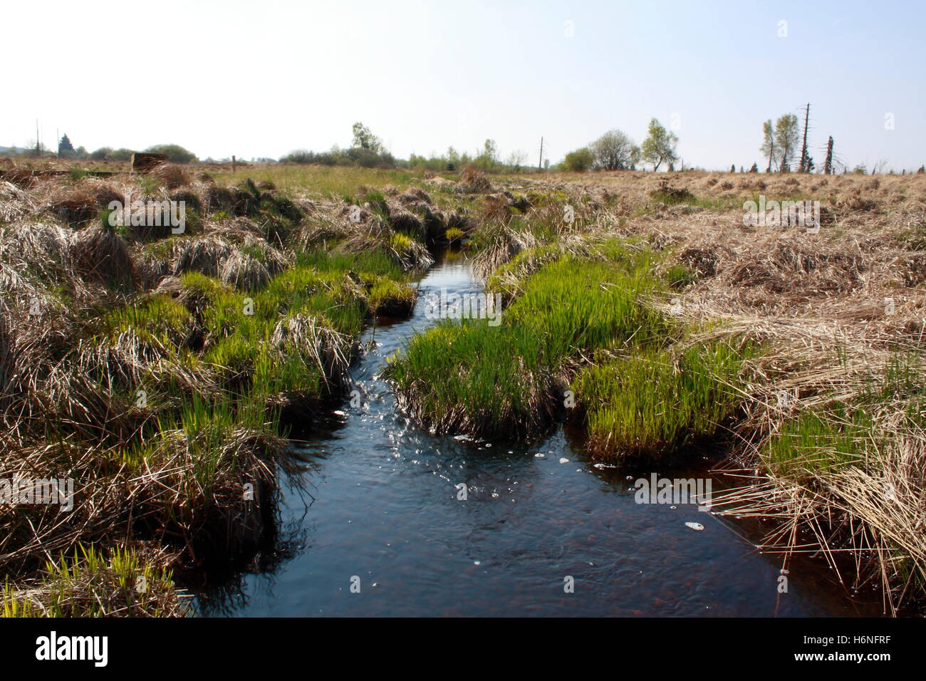 Swamp landscapes hi-res stock photography and images - Alamy