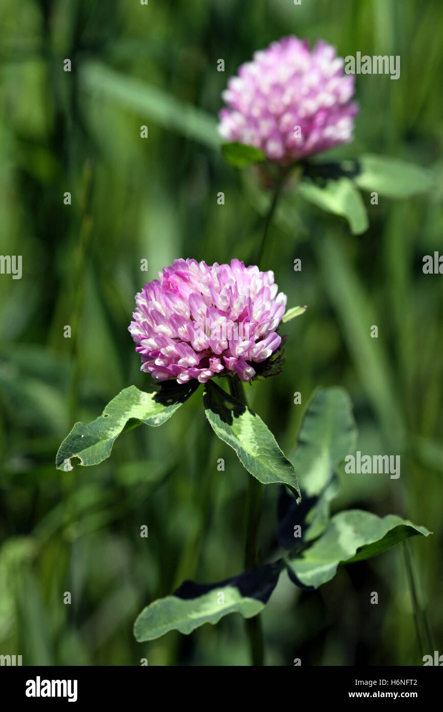 Clover plants hi-res stock photography and images - Alamy