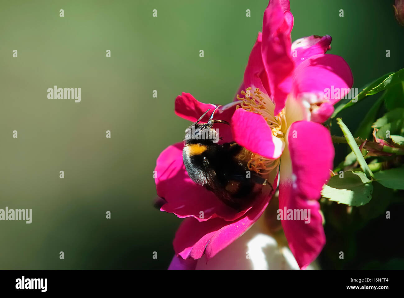 Caucasian insects hi-res stock photography and images - Alamy