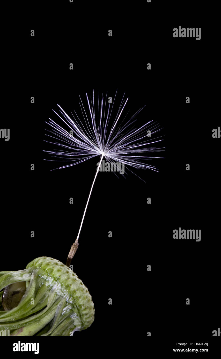 Plants with pappus hi-res stock photography and images - Alamy