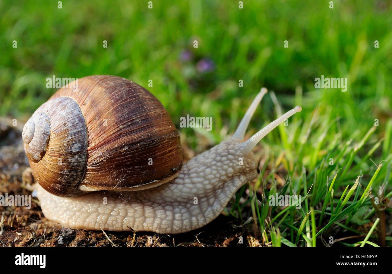 Fauna invertebrates hi-res stock photography and images - Alamy