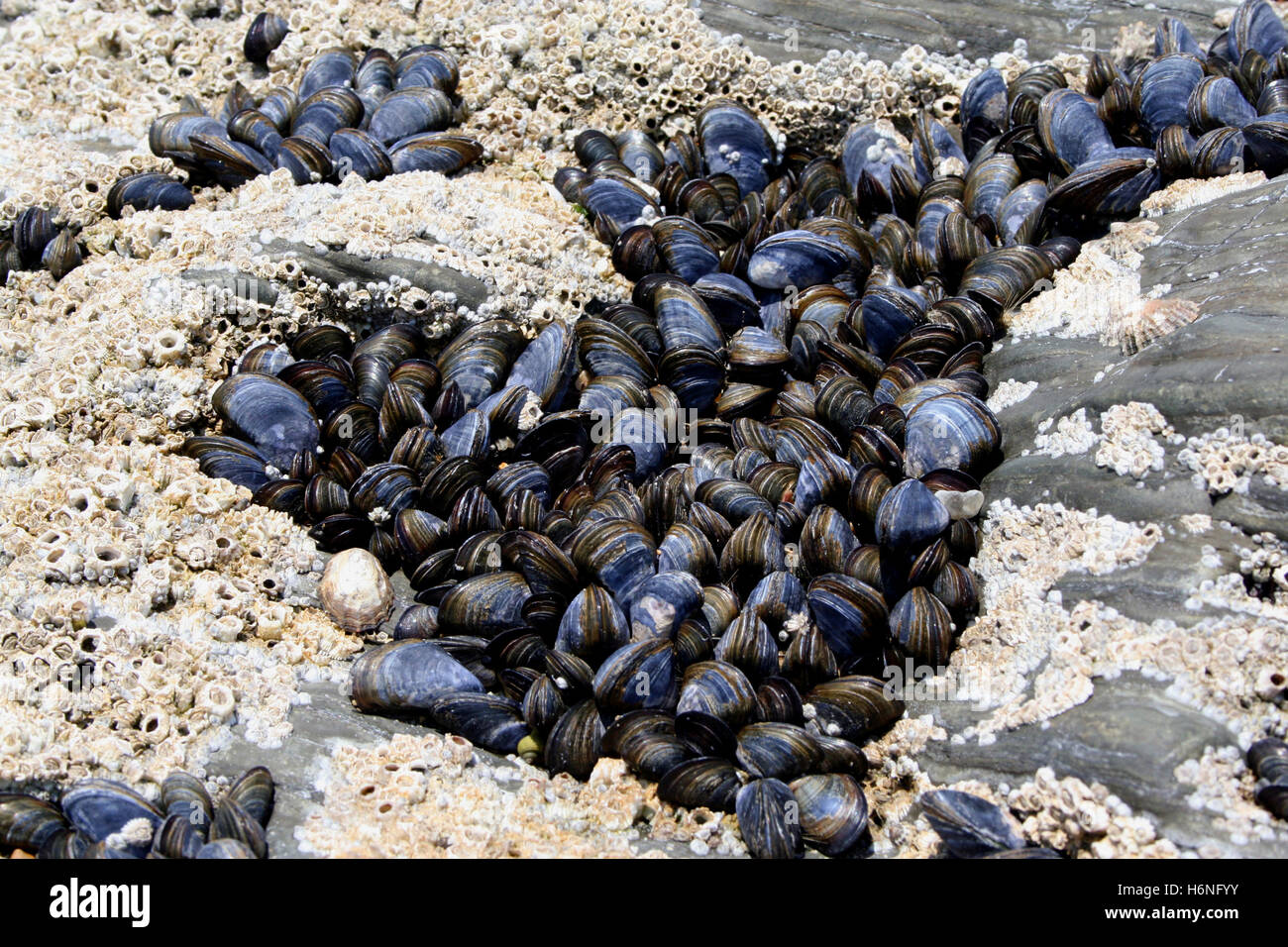 Muschelbanke hi-res stock photography and images - Alamy