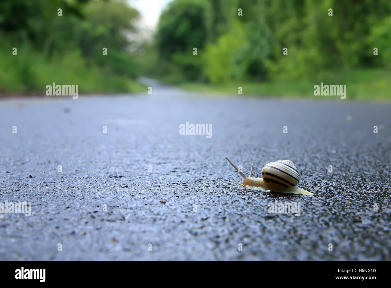 Slimy animals hi-res stock photography and images - Alamy