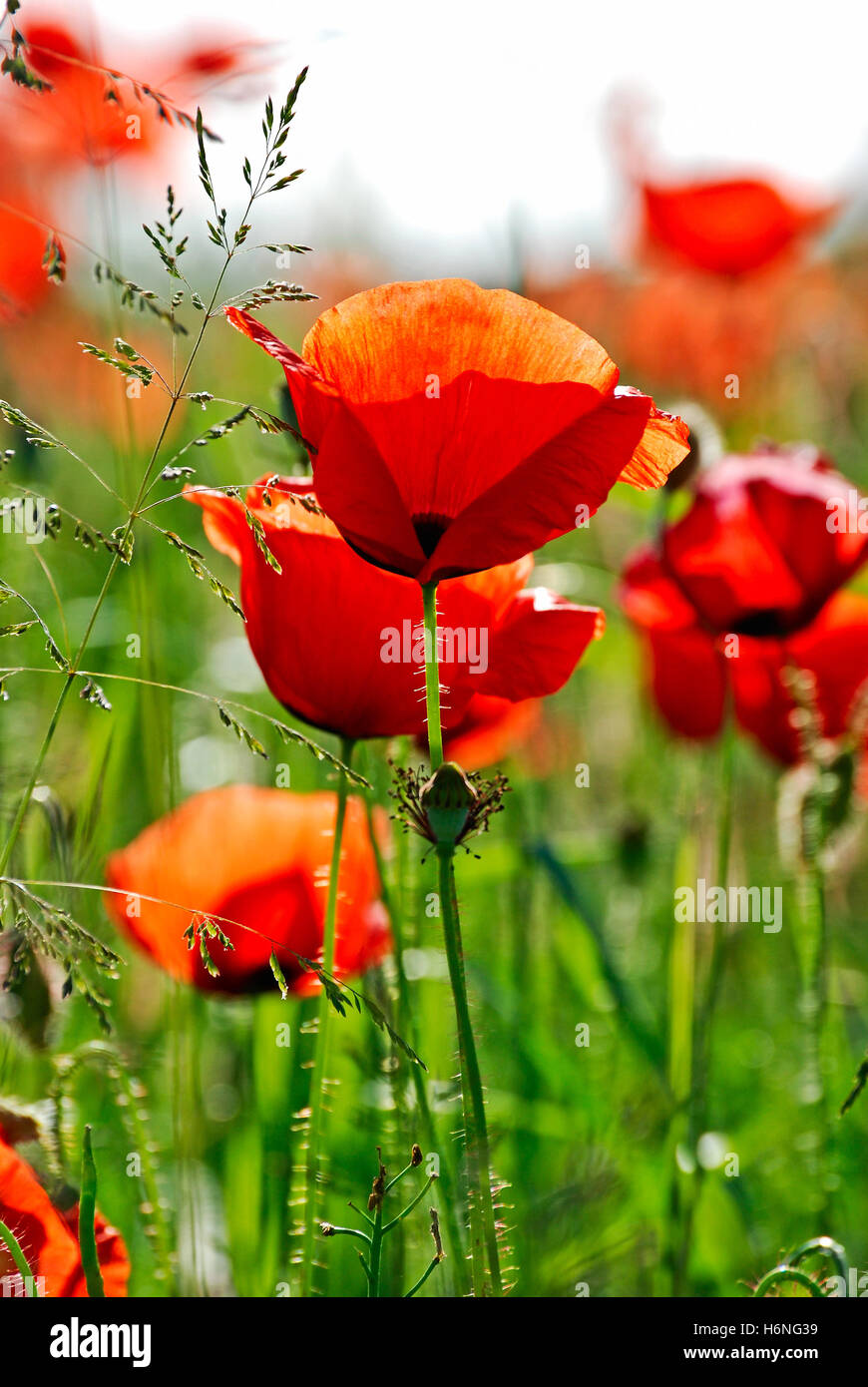 Poppy plants hi-res stock photography and images - Alamy