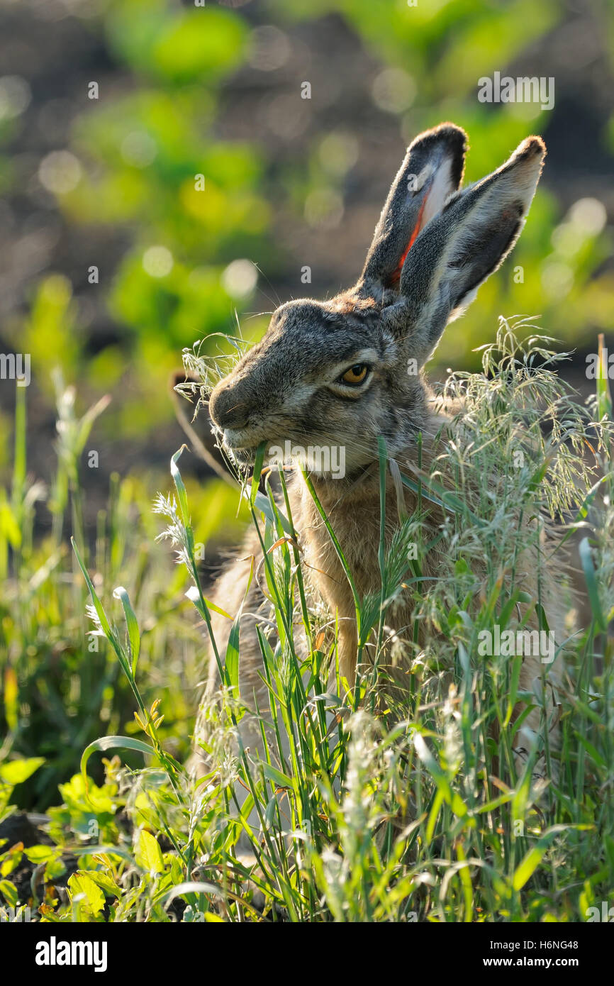 hare when eating Stock Photo - Alamy