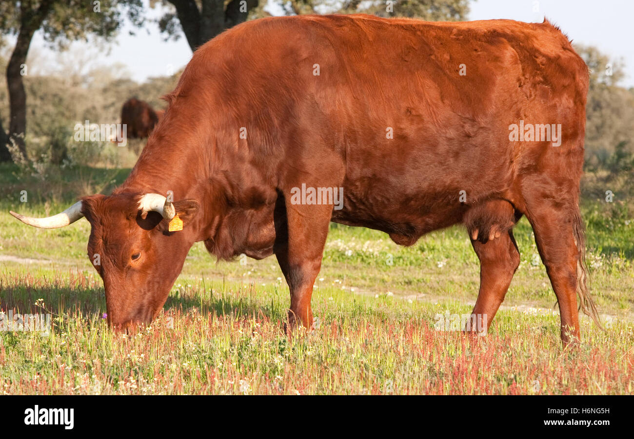 Useful field of view hi-res stock photography and images - Alamy