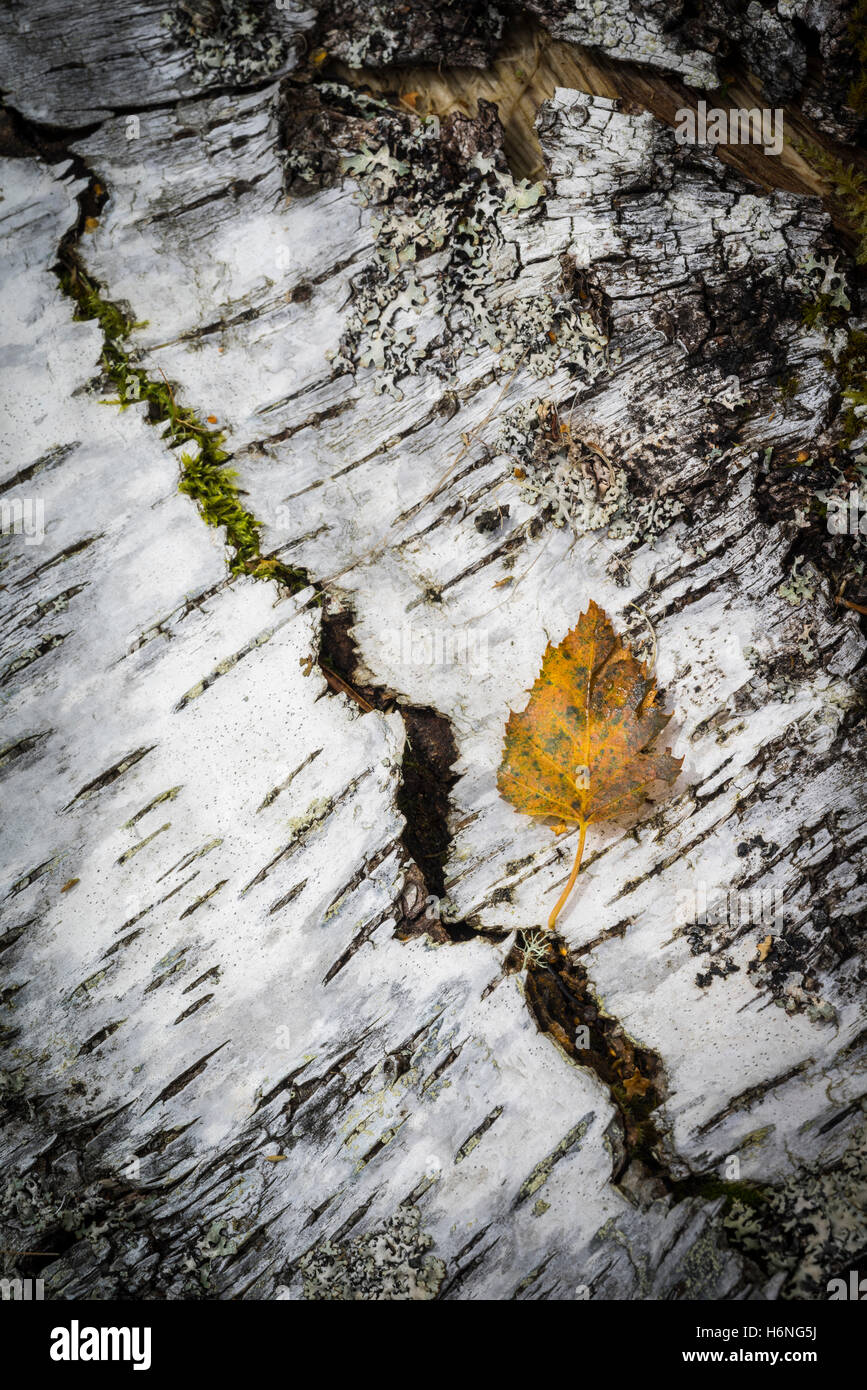 Birch bark and leaf Stock Photo - Alamy