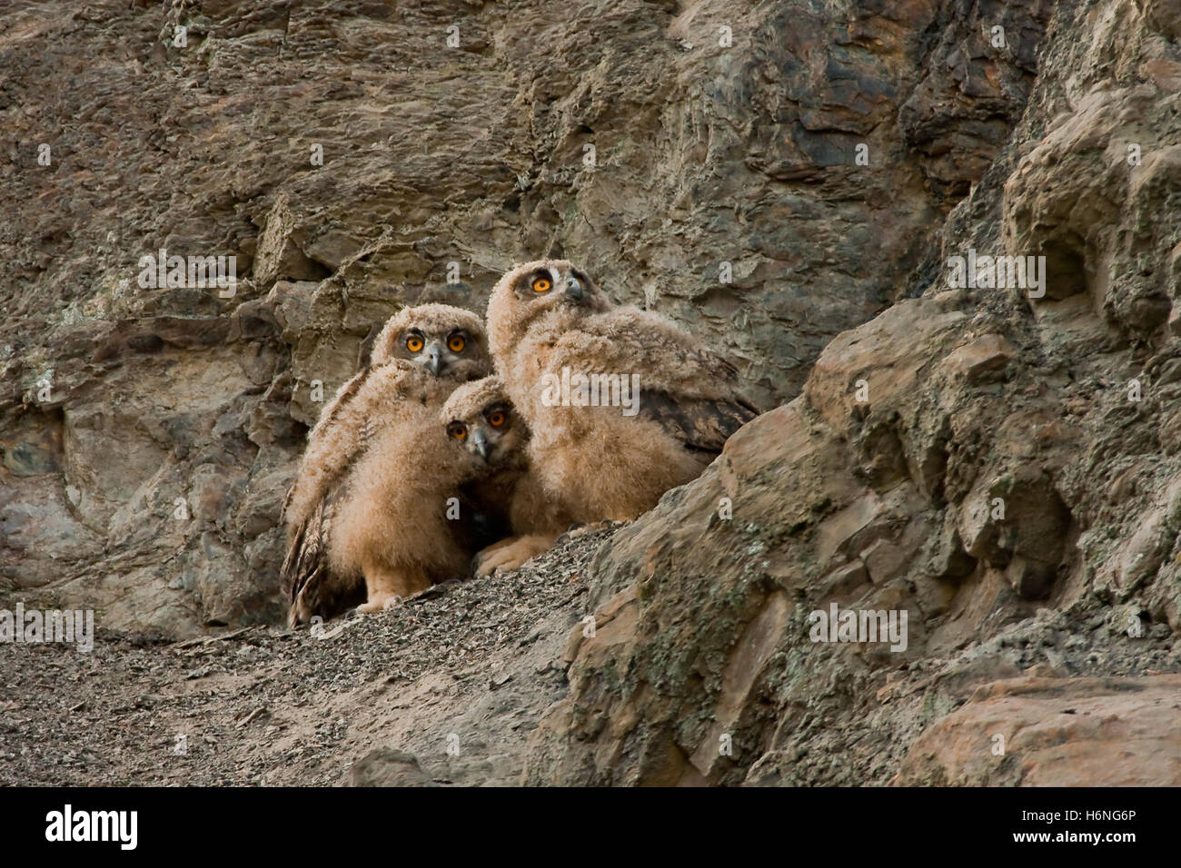 three owl brothers Stock Photo - Alamy
