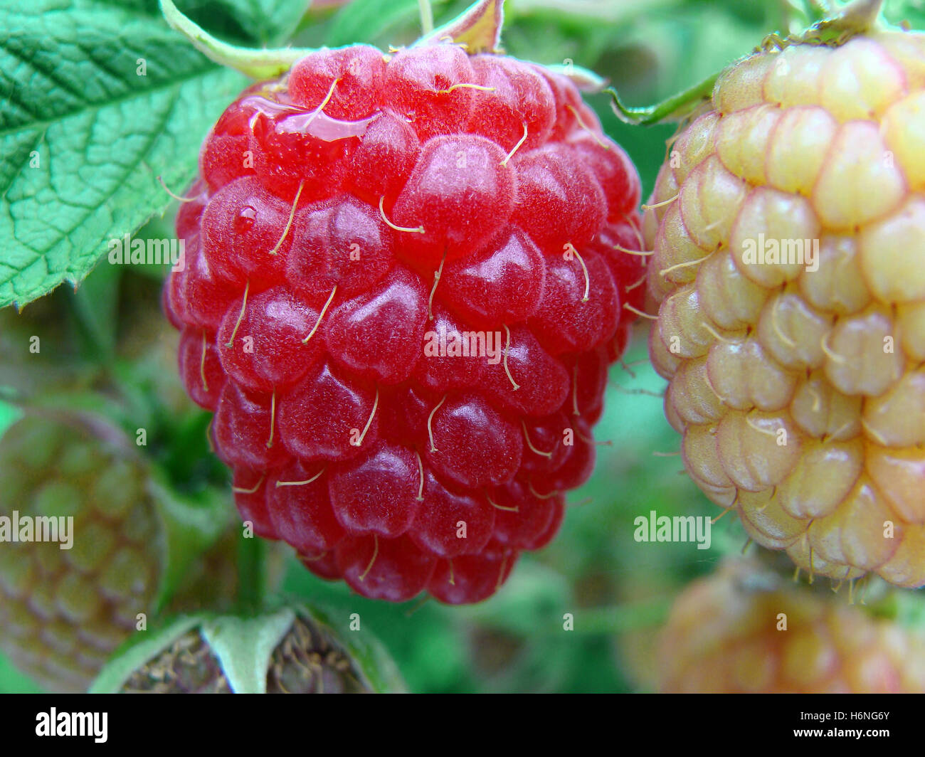 autumn raspberry Stock Photo - Alamy