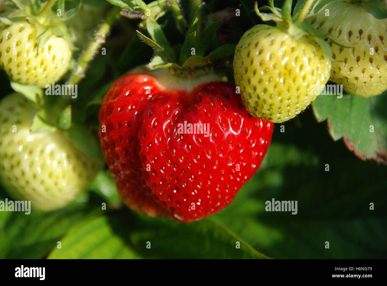 Immature strawberries hi-res stock photography and images - Alamy