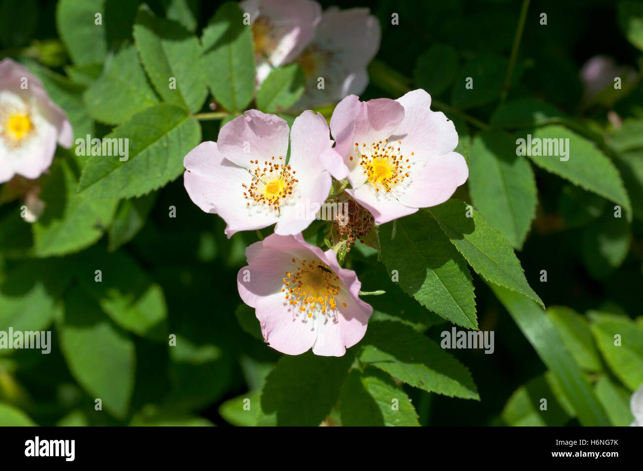 dog-rose - rosa canina Stock Photo - Alamy