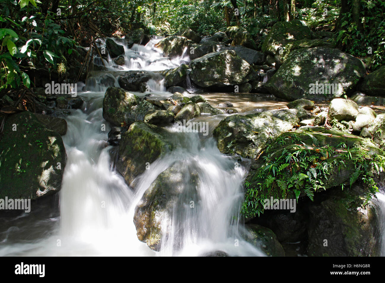 puerto rico - el yunque Stock Photo - Alamy
