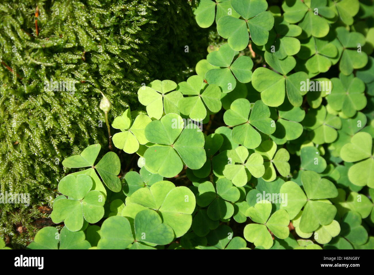 Clover plants hi-res stock photography and images - Alamy