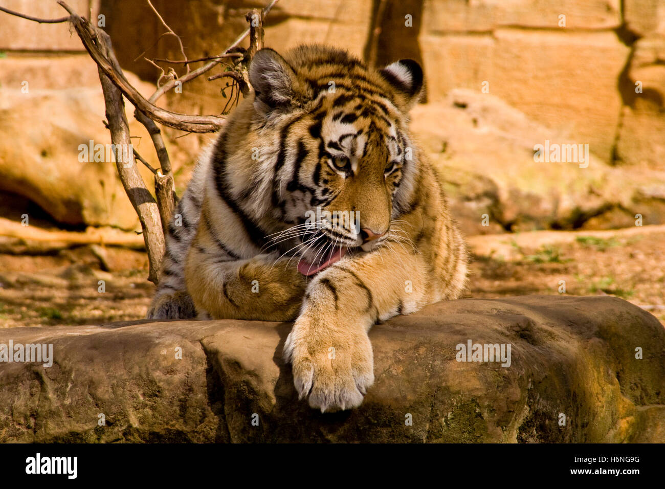 Tiger claws hi-res stock photography and images - Alamy