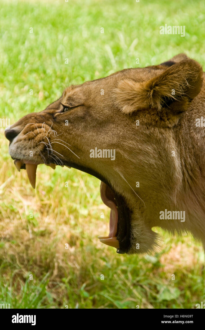 Mane lioness hi-res stock photography and images - Alamy