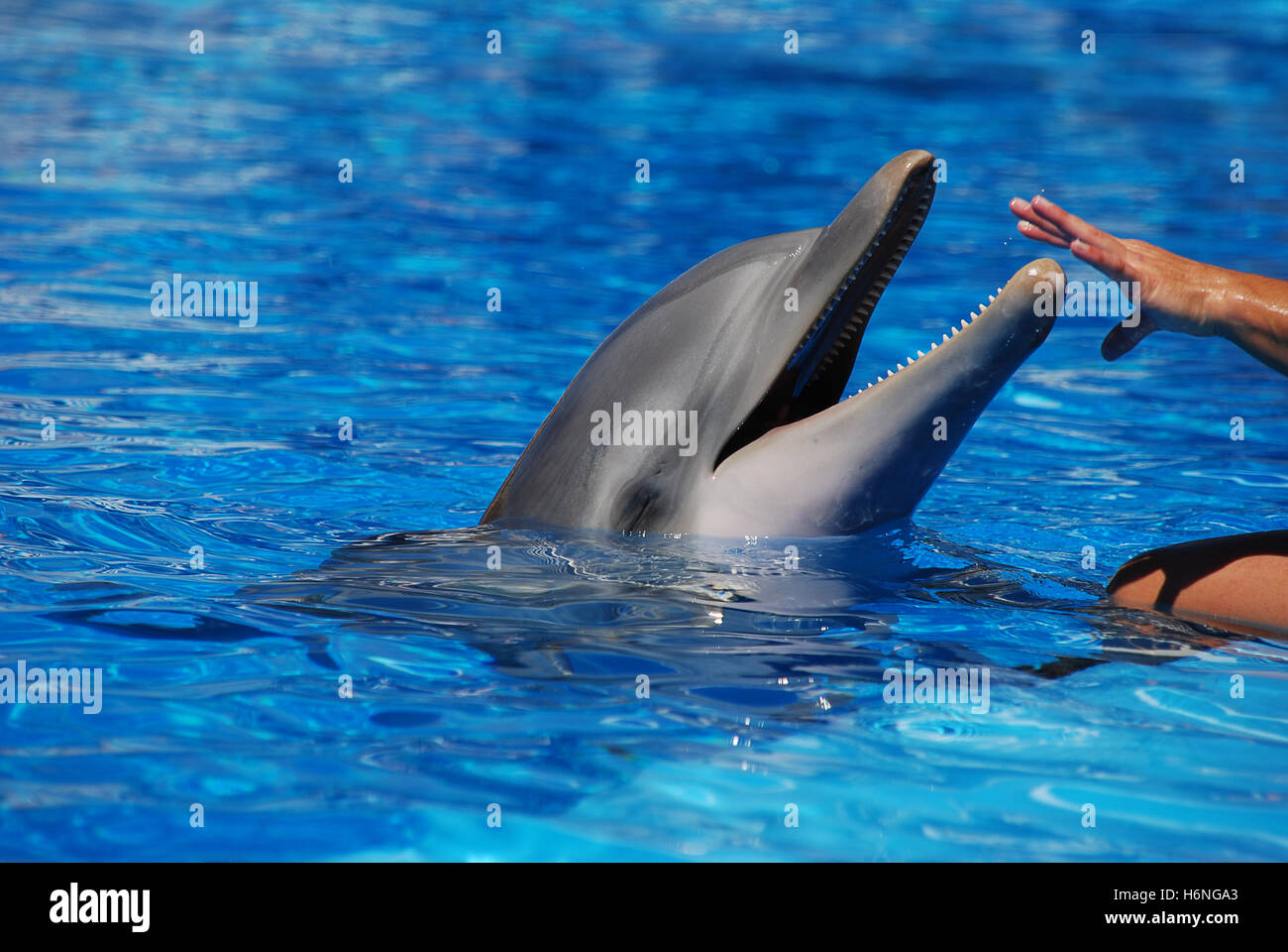 Delphin delphintherapie hi-res stock photography and images - Alamy