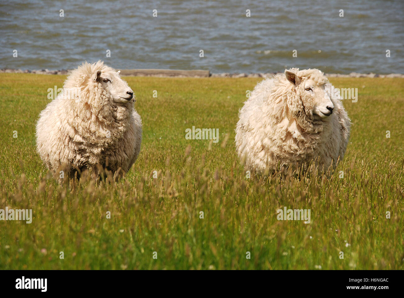 Two sheep hi-res stock photography and images - Alamy