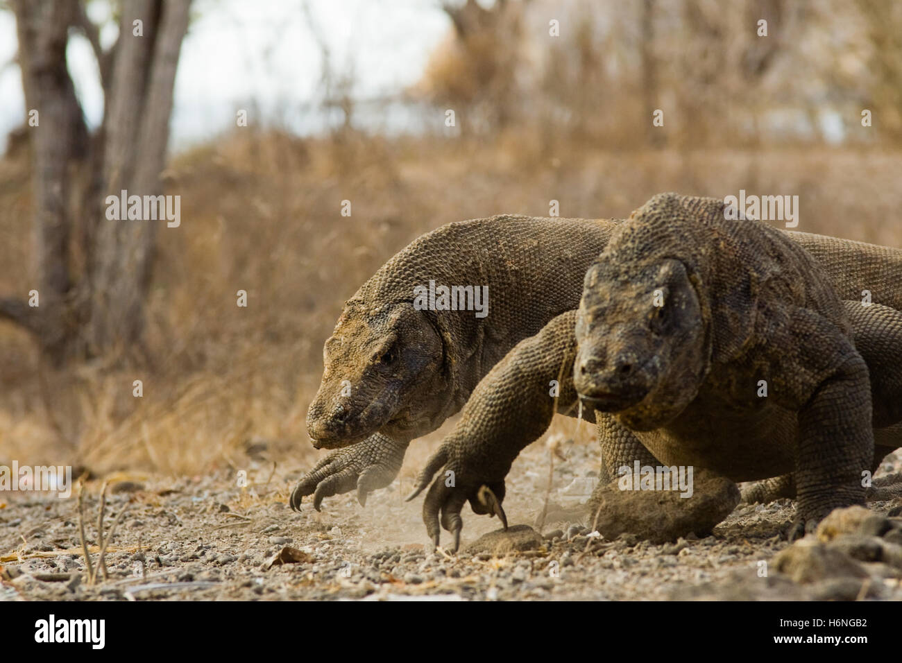 Reptiles of southeast asia hi-res stock photography and images - Alamy