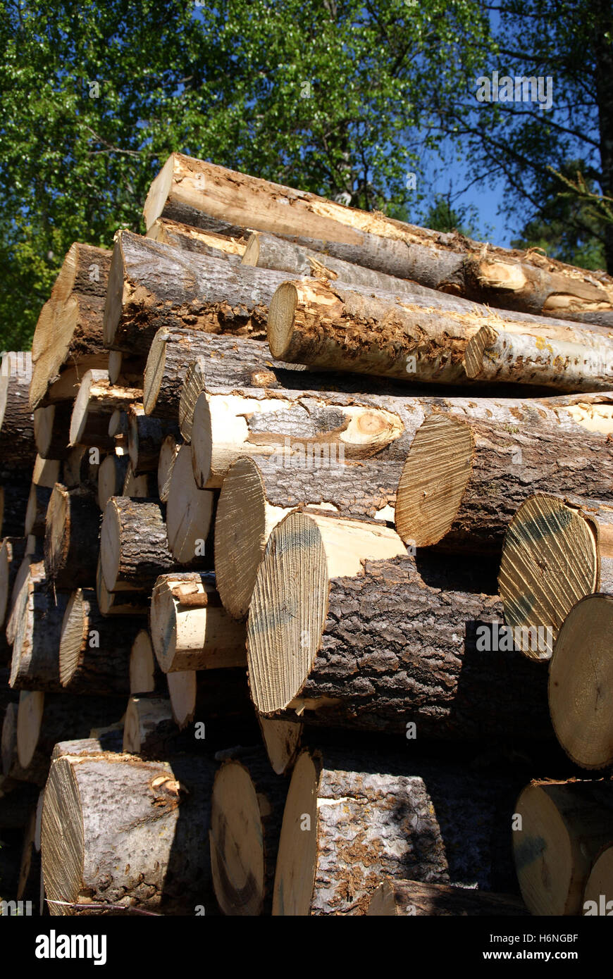 Industry tree hi-res stock photography and images - Alamy