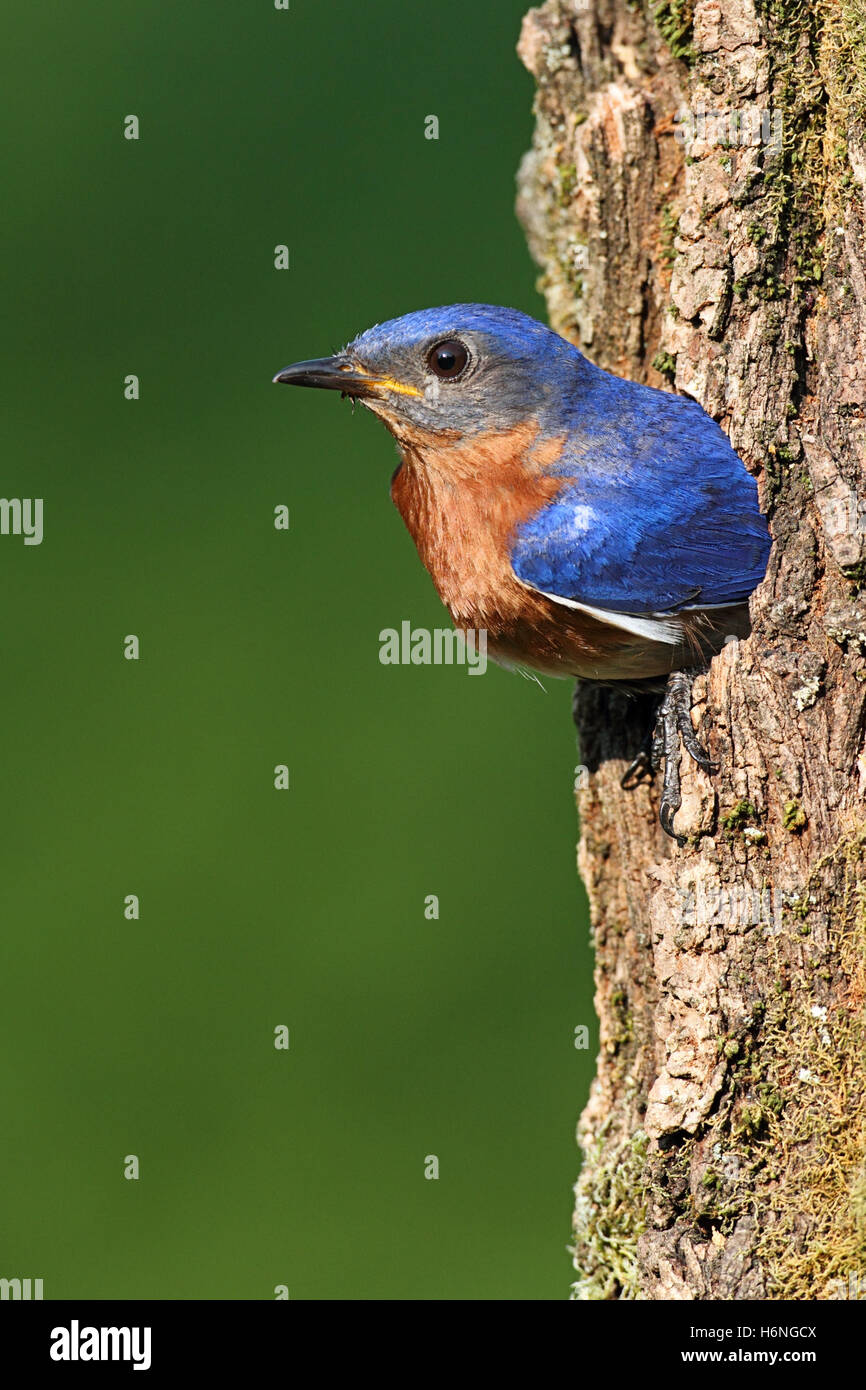 Wild male masculine birds hi-res stock photography and images - Alamy