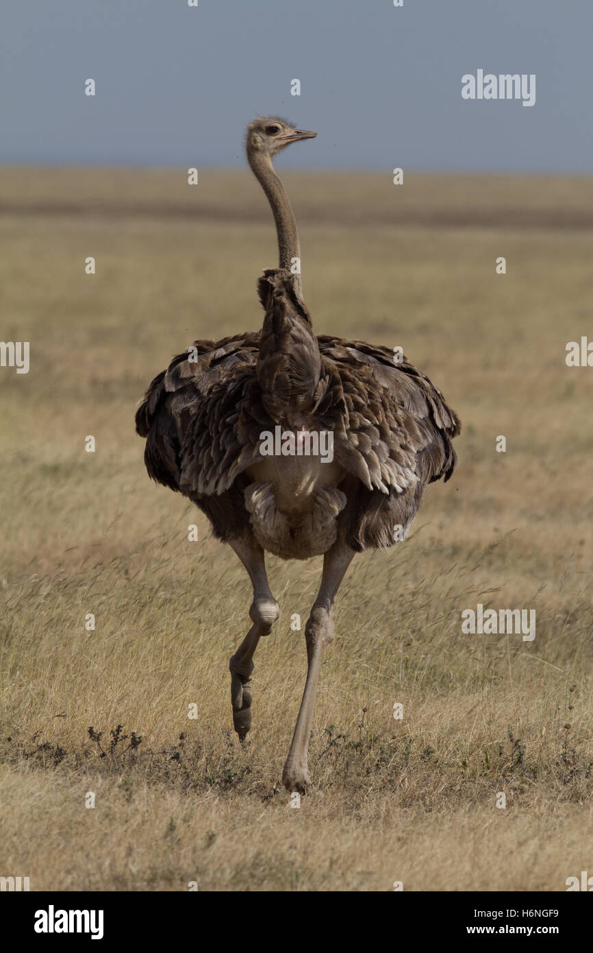 Emu Running Stock Photos & Emu Running Stock Images - Alamy
