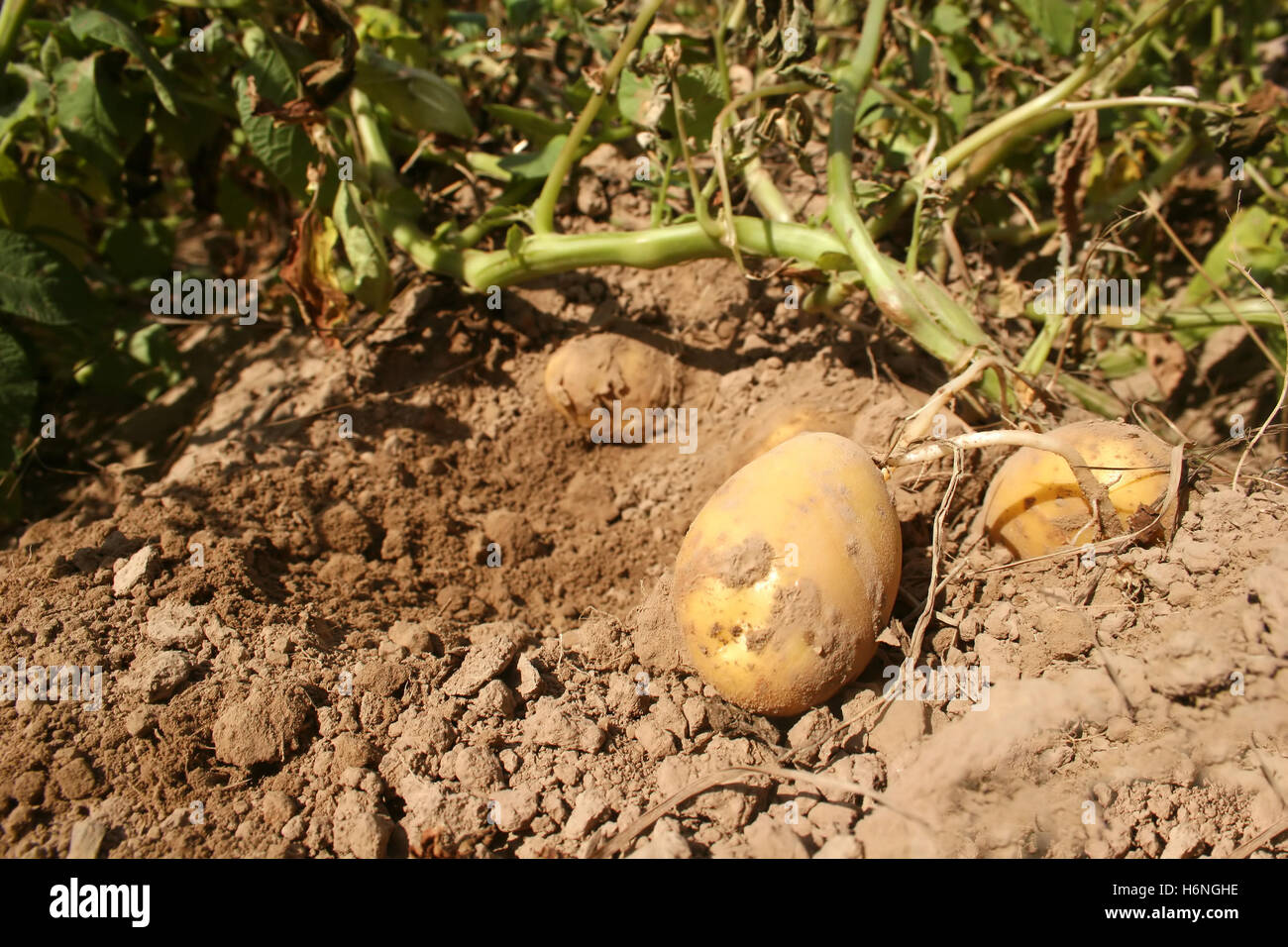 Thriving fields hi-res stock photography and images - Alamy