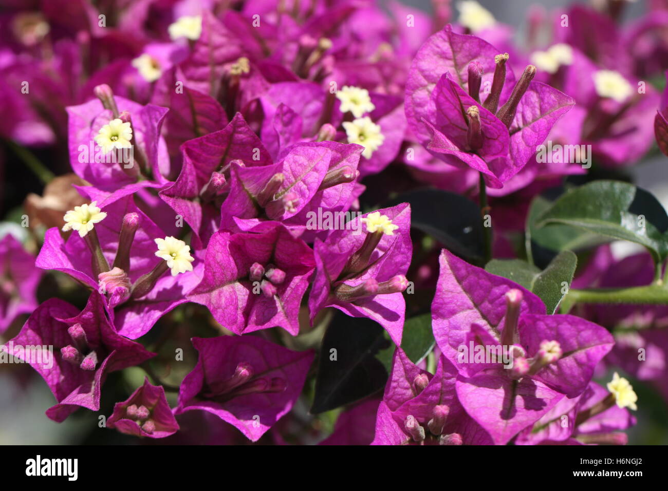plants flowers Stock Photo - Alamy