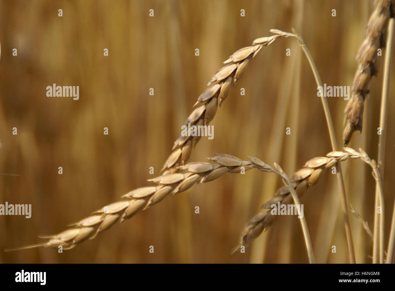 Urdinkel hi-res stock photography and images - Alamy