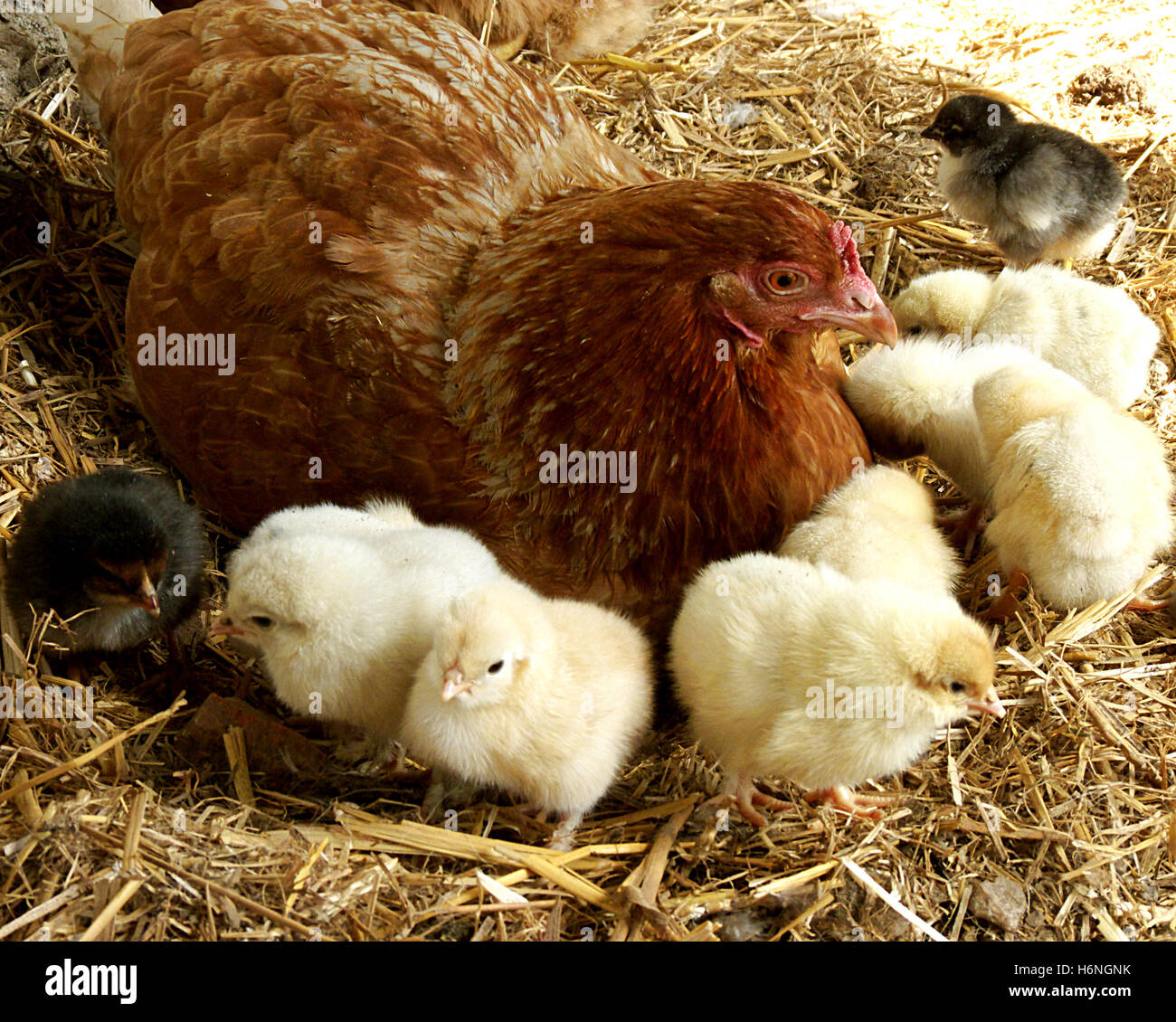 Useful for the family hi-res stock photography and images - Alamy