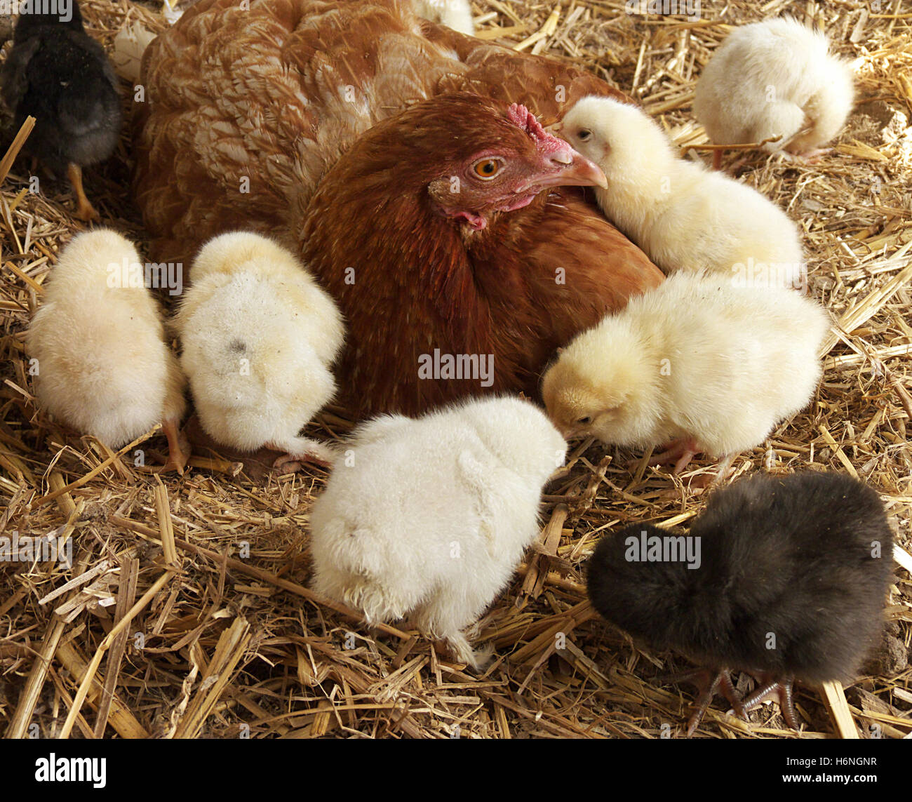 Breeding Chickens Stock Photos & Breeding Chickens Stock Images - Alamy