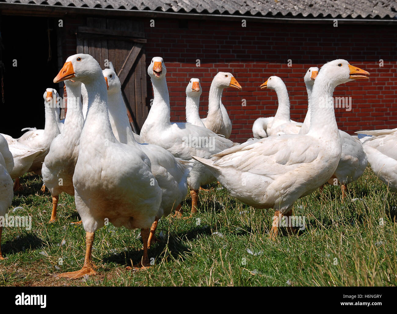 Geese birds hi-res stock photography and images - Alamy
