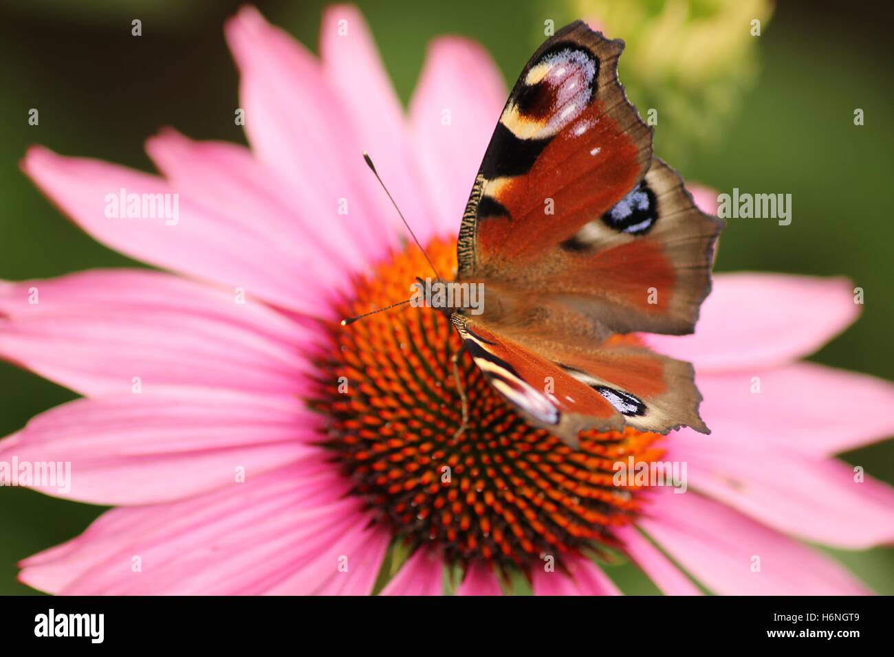 Insects of the order lepidoptera hi-res stock photography and images ...