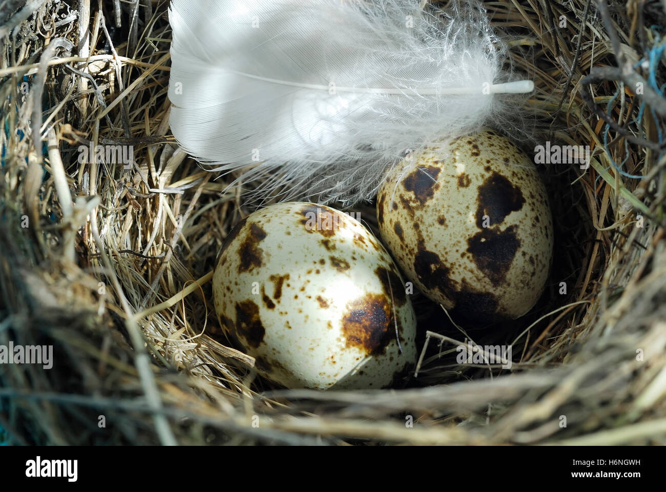 Brood Birds High Resolution Stock Photography and Images - Alamy