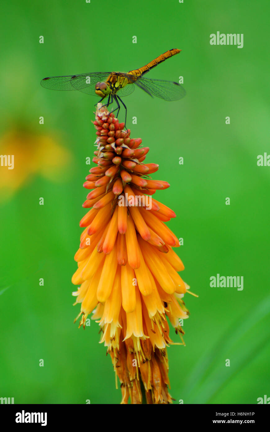 the dragonfly on the torch lily Stock Photo - Alamy