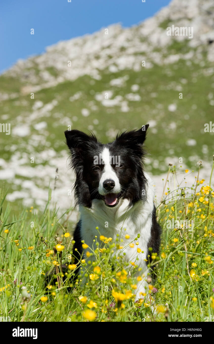 Animals of the alps hi-res stock photography and images - Alamy