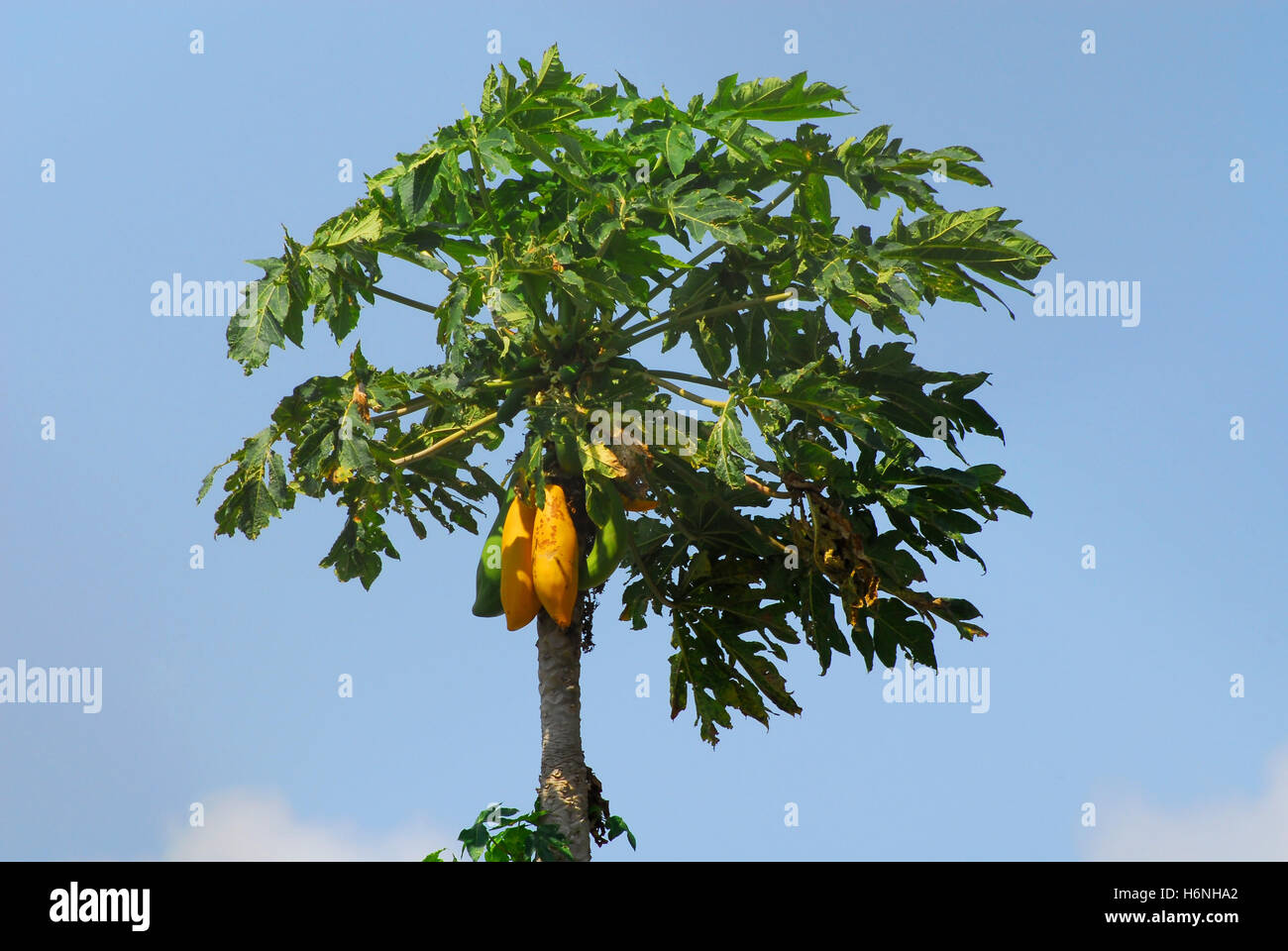 Melonenbaum papayabaum hi-res stock photography and images - Alamy